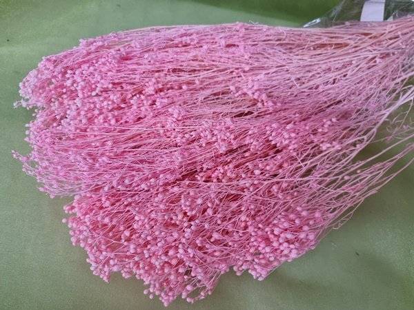 BROOM BLOOM 100GR.
